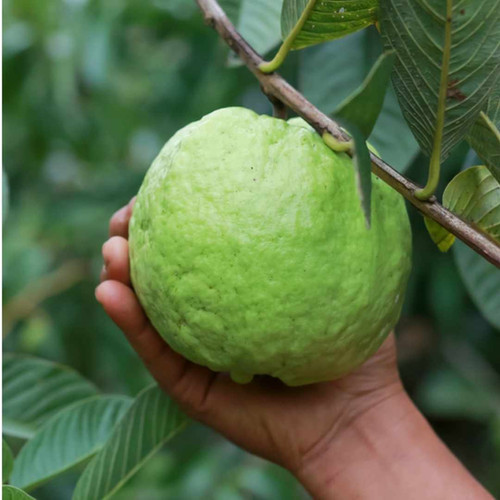 Kilo white guava tree | Trees Outlet Online
