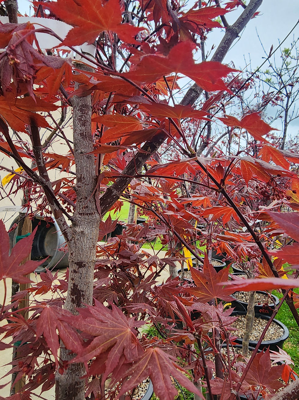 Emperor 1 Japanese maple | Trees Outlet Online