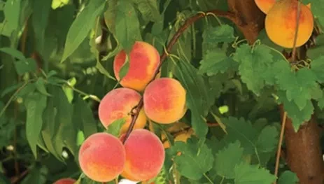 Red Baron Peach | Trees Outlet Online