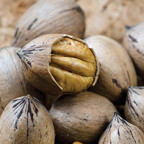 Pecan Mahan | Trees Outlet Online