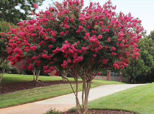 Tuscarora crape myrtle (pink) | Trees Outlet Online