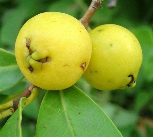 Yellow Strawberry Guava | Trees Outlet Online