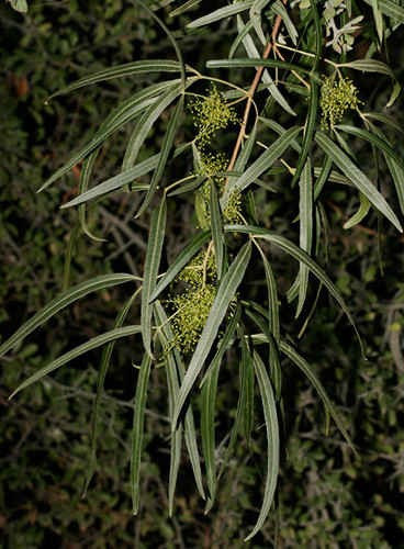 African Sumac Tree | Trees Outlet Online
