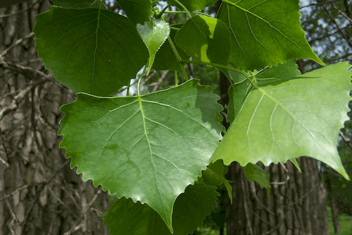 Poplar (cotton wood) tree | Trees Outlet Online