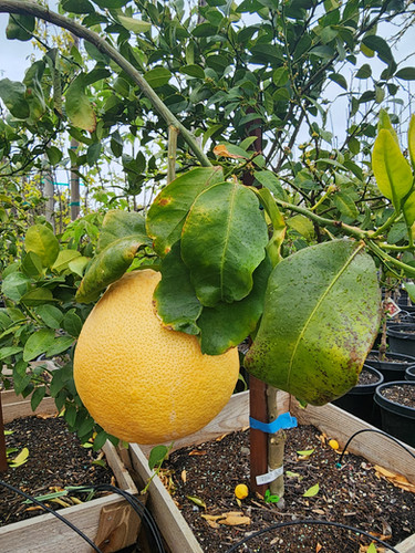 Star Ruby Grape Fruit | Trees Outlet Online