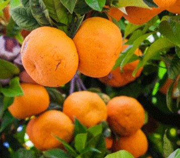 Honey murcott mandarin | Trees Outlet Online