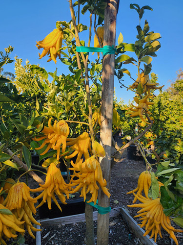 Buddha hand lime tree (Citrus medica var) | Trees Outlet Online