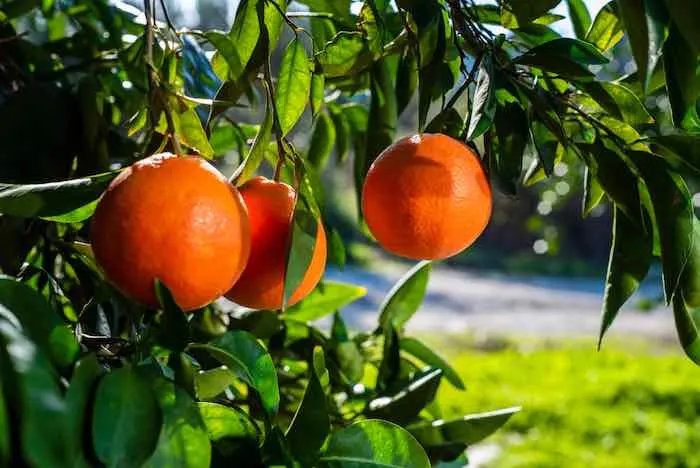 Sweet merlot blood orange tree | Trees Outlet Online