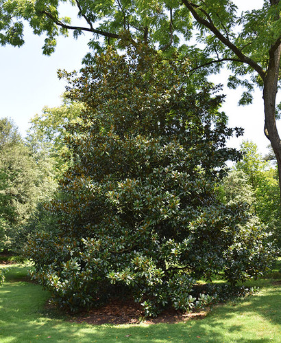 Edith bogue magnolia | Trees Outlet Online