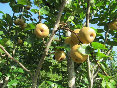 Hosui Asian pear | Trees Outlet Online
