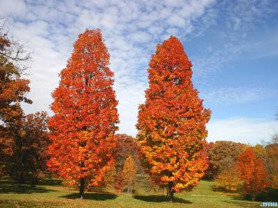 Armstrong Red Maple Tree (Acer Rubrum October Glory) | Trees Outlet Online