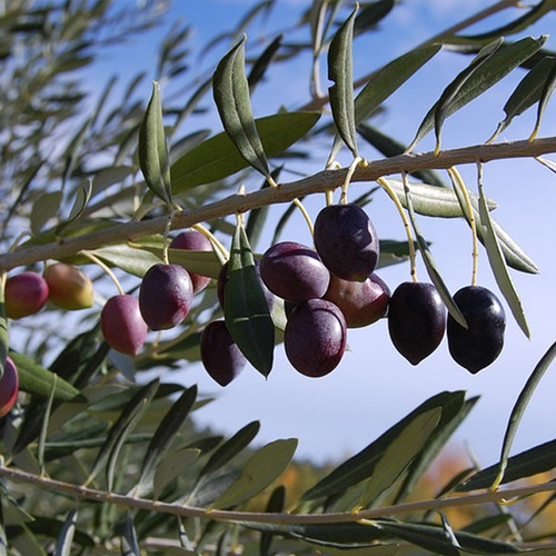 Mission Fruiting olive | Trees Outlet Online