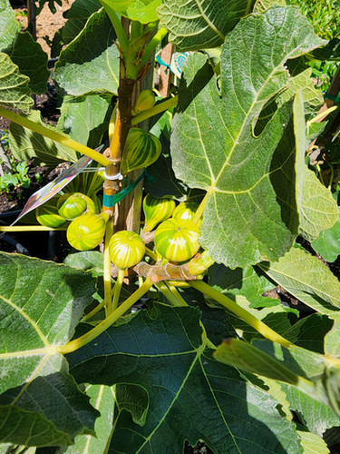 Tiger Stripe Fig Tree (Ficus carica) | Trees Outlet Online