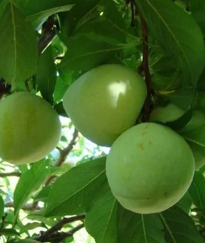 Emerald Drop Pluot | Trees Outlet Online