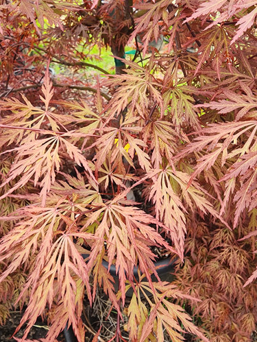 Red dragon Japanese maple (Acer Rubrum October Glory) | Trees Outlet Online