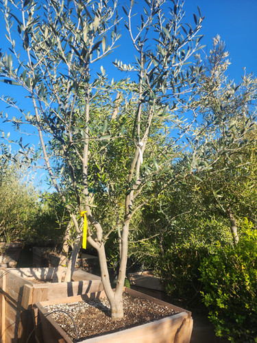 Arizona Swan Hill olive | Trees Outlet Online