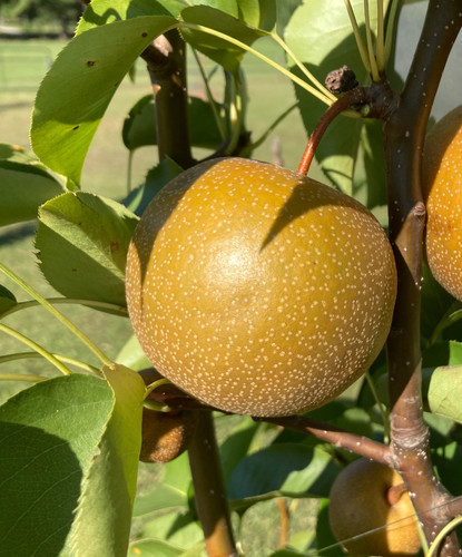 Korean Pear | Trees Outlet Online