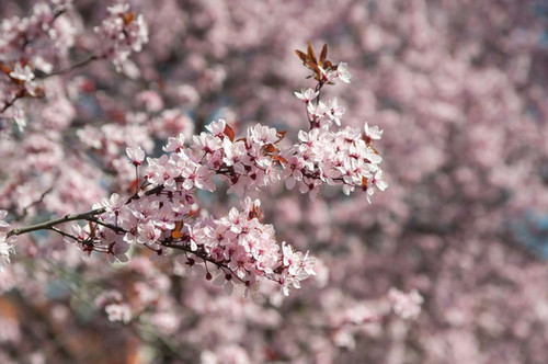 Flowering red plum tree (Prunus cerasifera) | Trees Outlet Online