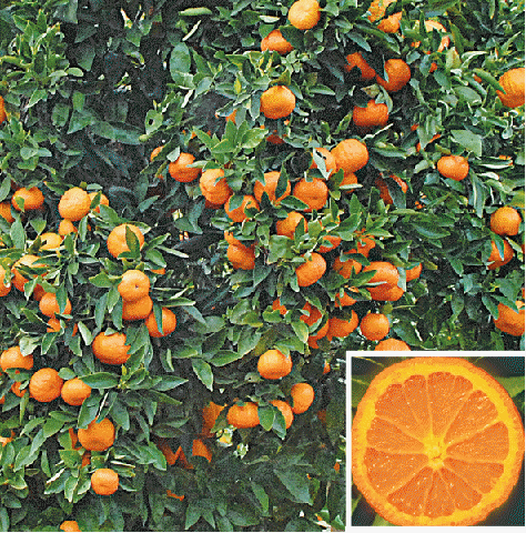 Gold nugget mandarin tree | Trees Outlet Online