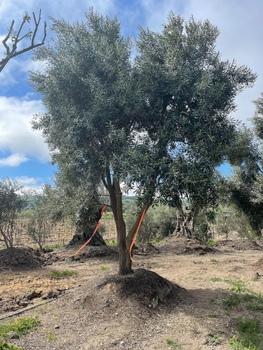 Arizona Swan Hill olive | Trees Outlet Online