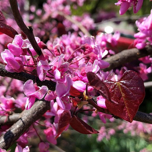 Merlot Redbud Tree | Trees Outlet Online