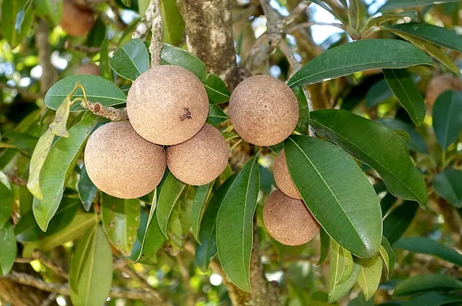 Sapodillia (sapote, chicle) | Trees Outlet Online