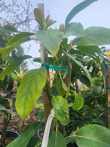 Bacon avocado | Trees Outlet Online