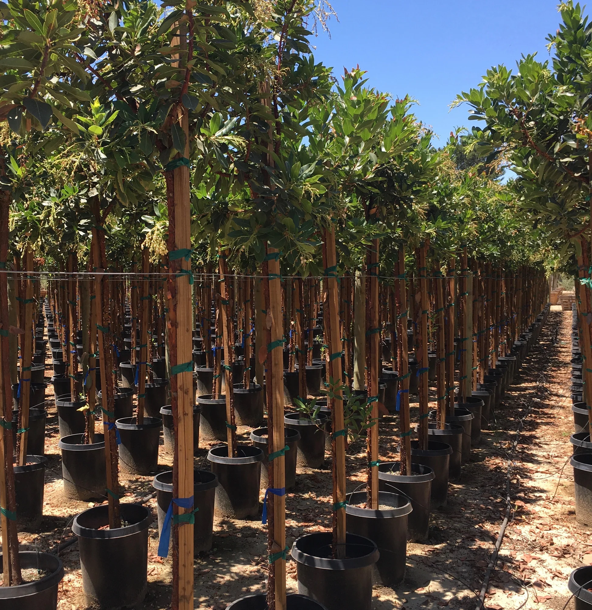 Strawberry tree (Arbutus unedo) | Trees Outlet Online