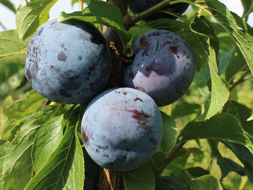 Catalina plum tree | Trees Outlet Online