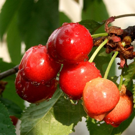 Coral Champagne cherry (Prunus avium) | Trees Outlet Online