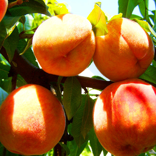 July Elberta Peach | Trees Outlet Online