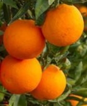 Midknight Valencia Orange | Trees Outlet Online