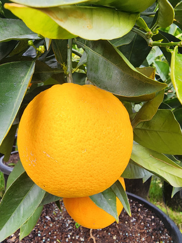 Barnfield Navel orange | Trees Outlet Online
