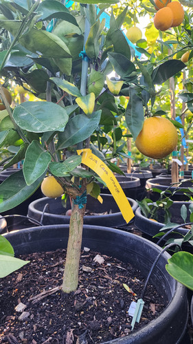 Cara cara orange tree (Cara Cara) | Trees Outlet Online
