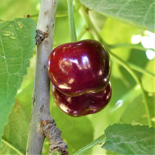 Van cherry (Prunus avium) | Trees Outlet Online