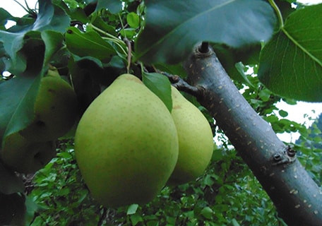 Yali Asian pear | Trees Outlet Online