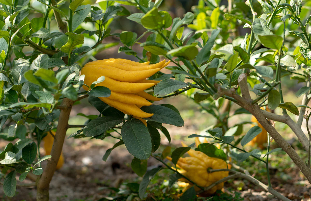 Product | Trees Outlet Online 2/5