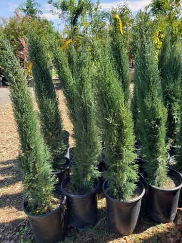 Italian Cypress Dwarf | Trees Outlet Online
