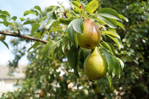 d'Anjou Pear | Trees Outlet Online