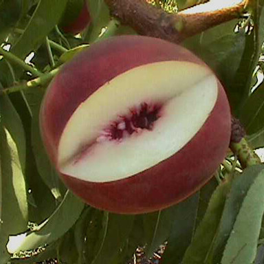 Snow Giant White Peach Tree | Trees Outlet Online