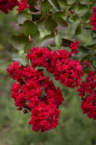 Dynamite crape myrtle (deep red) | Trees Outlet Online