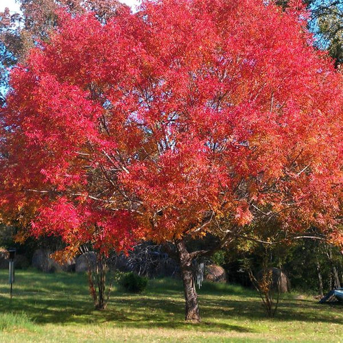 Keith Davey Chinese pistache tree (Pistacia chinensis) | Trees Outlet ...