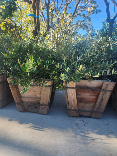 Dwarf olive tree | Trees Outlet Online