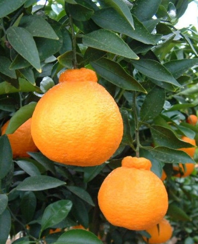 Shiranui (Sumo) Mandarin | Trees Outlet Online