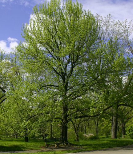 Liquid Amber Tree (styraciflua) | Trees Outlet Online