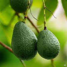 Little cado avocado | Trees Outlet Online