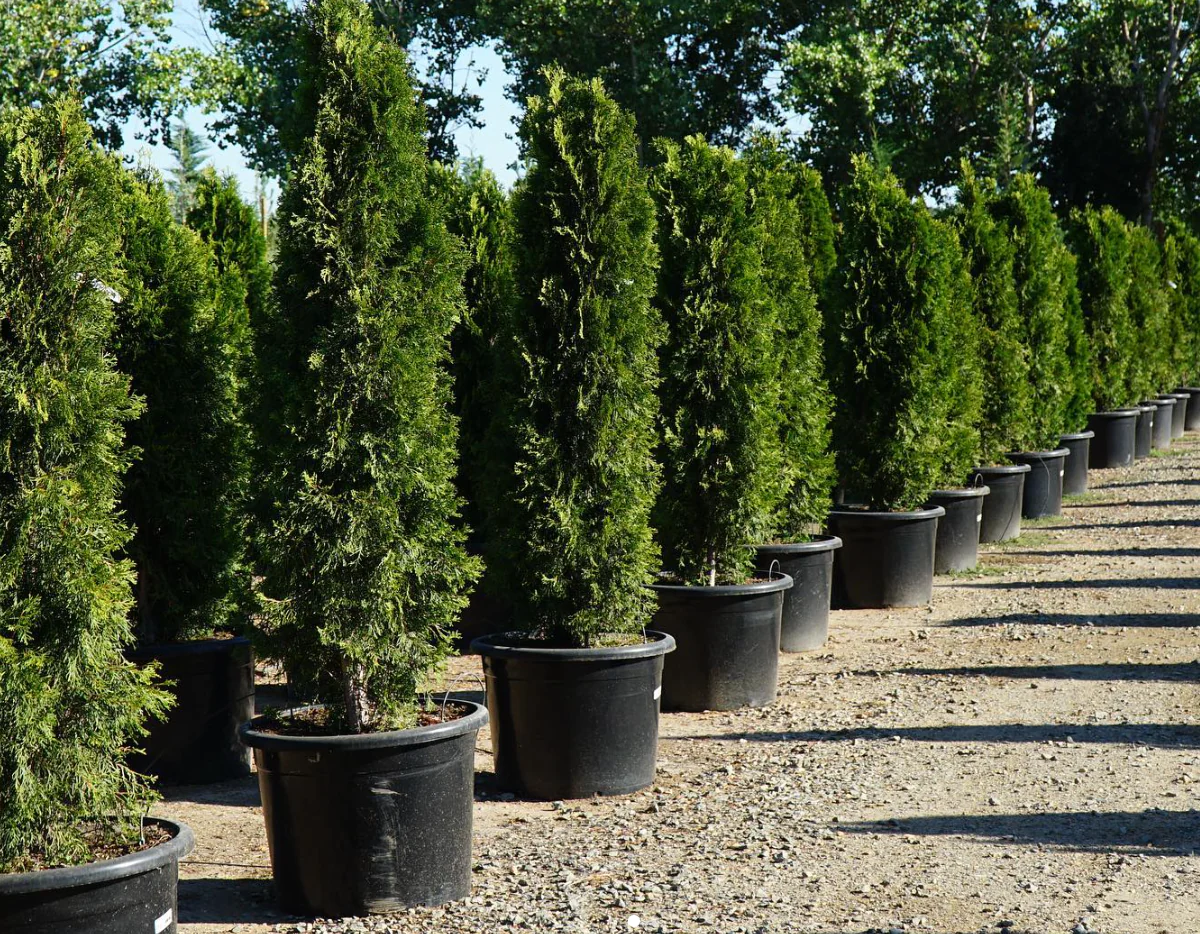 Thuja green giant (Thuja standishii x plicata) | Trees Outlet Online