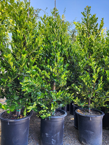 Carolina Cherry Laurel (Prunus caroliniana) | Trees Outlet Online