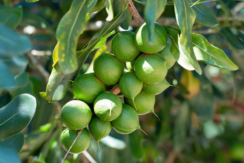 Macadamia Nut Tree | Trees Outlet Online