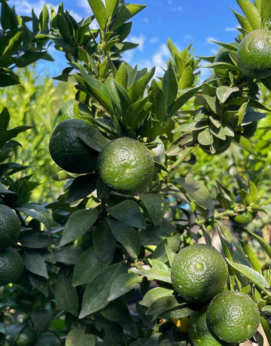 Chinotto Myrtle Leave Orange Tree | Trees Outlet Online
